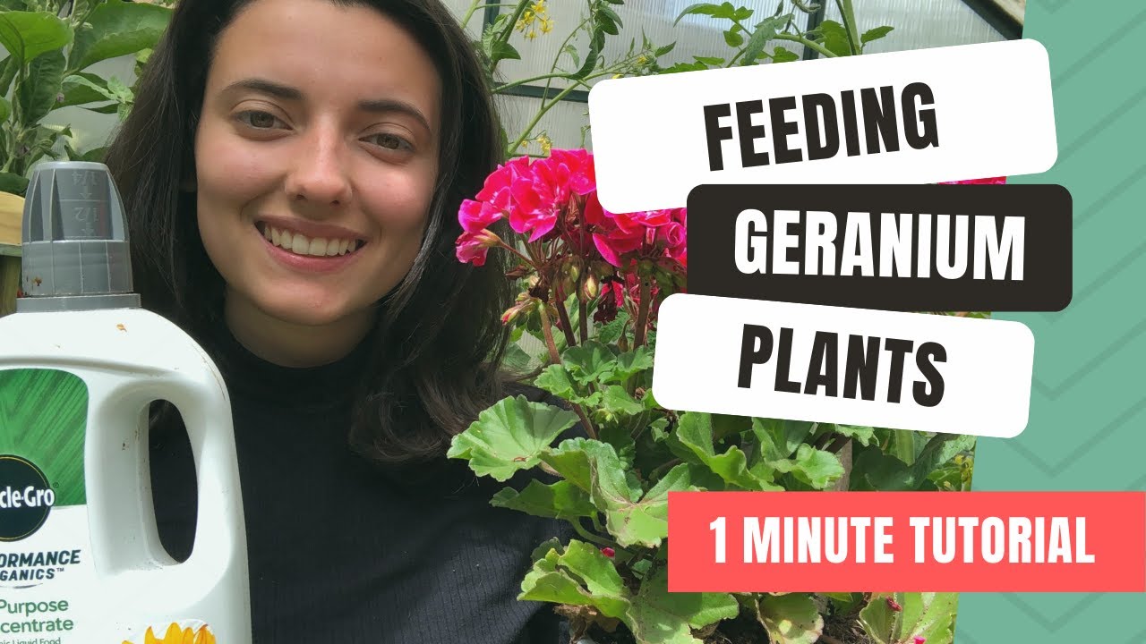 Feeding Geranium Plants For Beautiful Blooms - YouTube