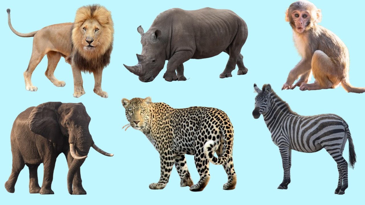 Wild Animals for Kids | Learn African Animals | Educational Video for ...