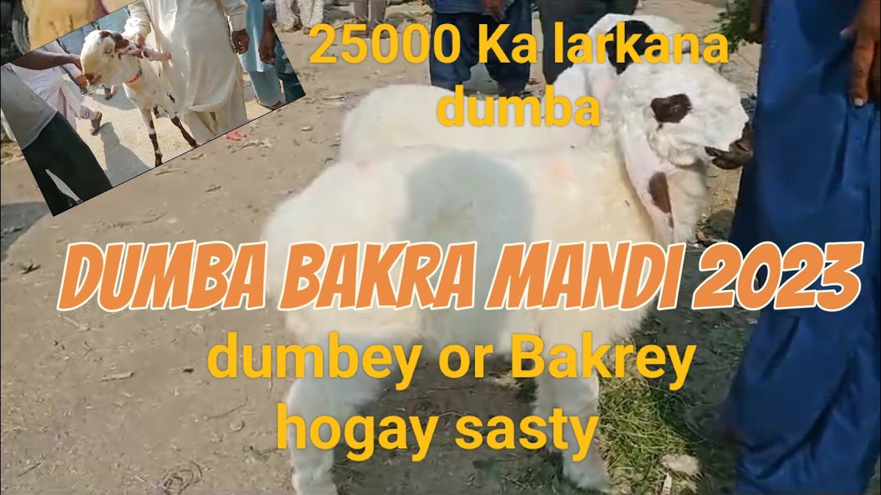 Bakra mandi 2023 | dumba bakra mandi | larkana dumba | faislabadi bakra ...
