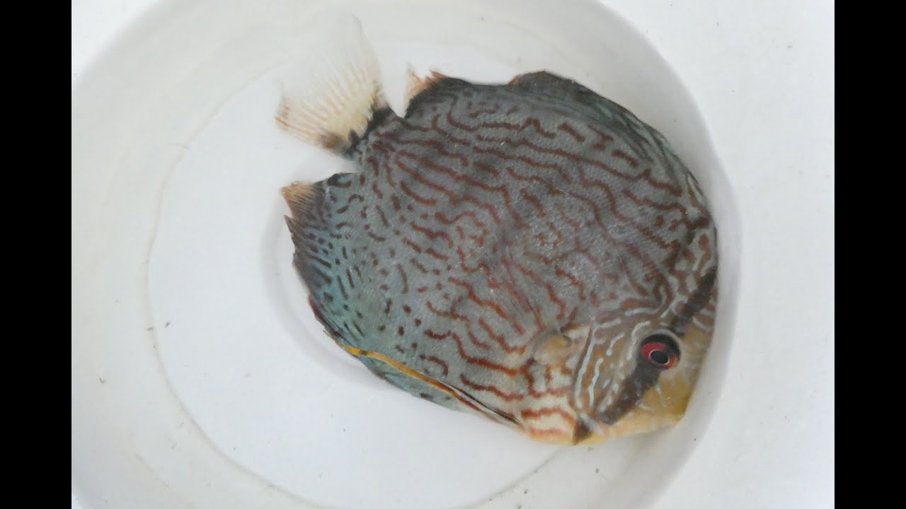 Fish disease case nr. 300 Discus with bacterial and 3 parasitic ...