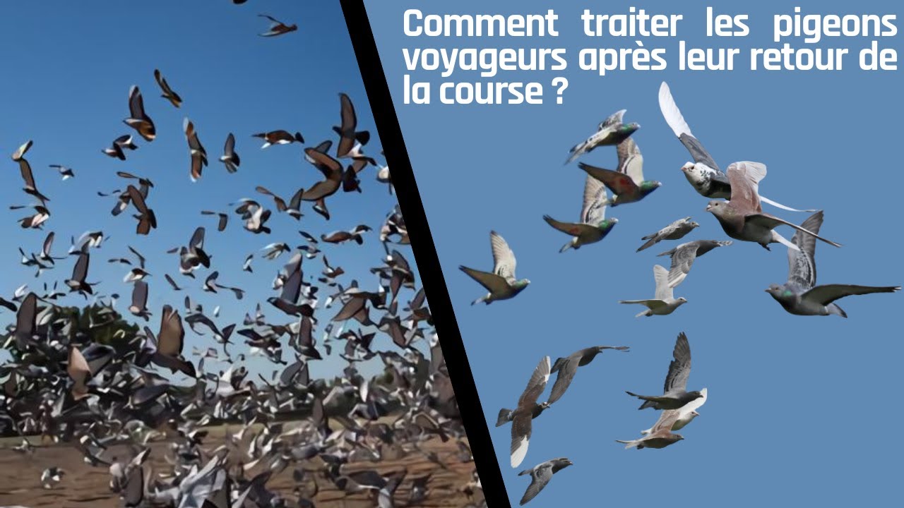 Comment traiter les pigeons voyageurs après leur retour de la course ? - YouTube