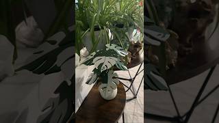 Cutest Monstera Coaster Set