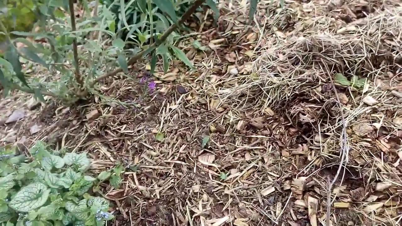Brunnera and Pulmonaria - YouTube