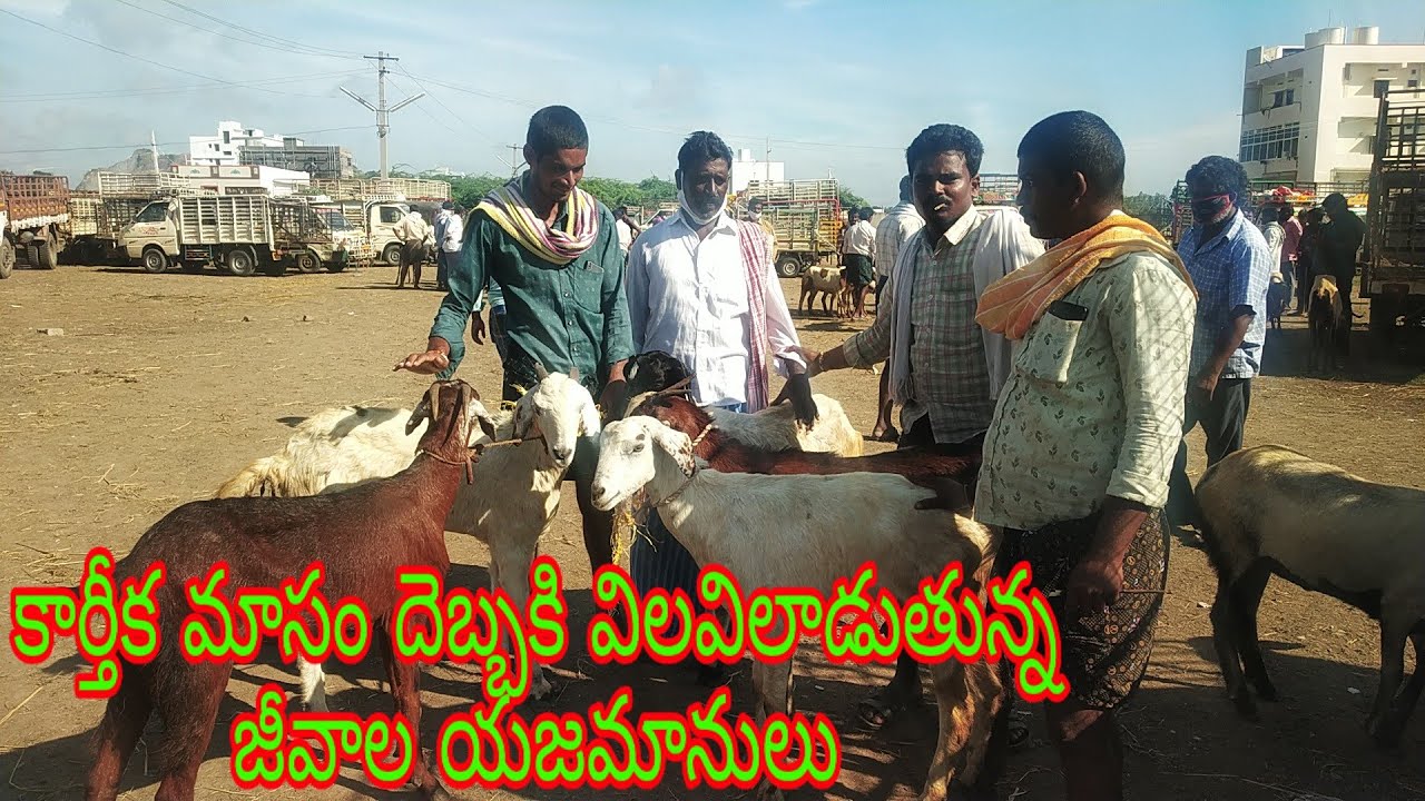 Goat's Market in Guntur/ నల్లపాడ మండిలో మేకలు,పార్ట్-2, 20/11/2010 ...