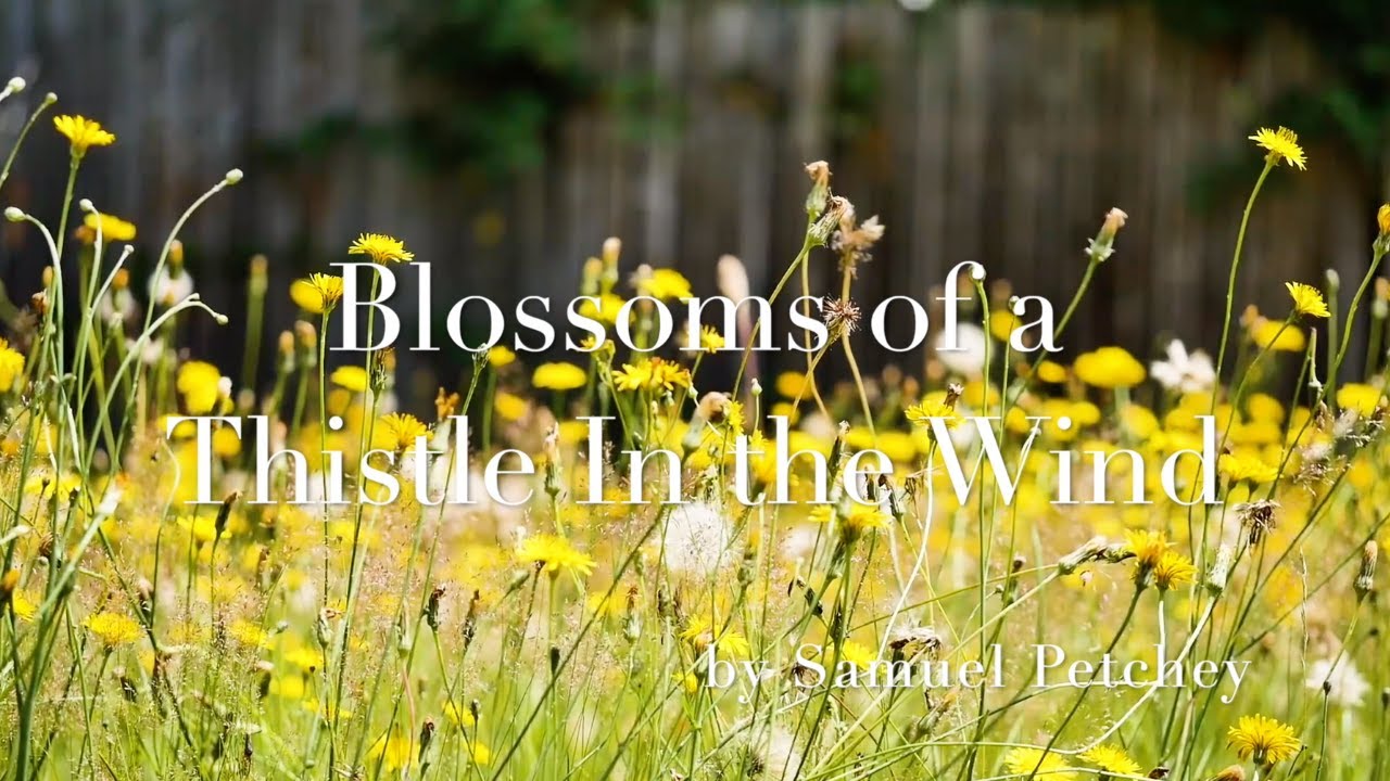 Blossoms of a Thistle In the Wind - YouTube
