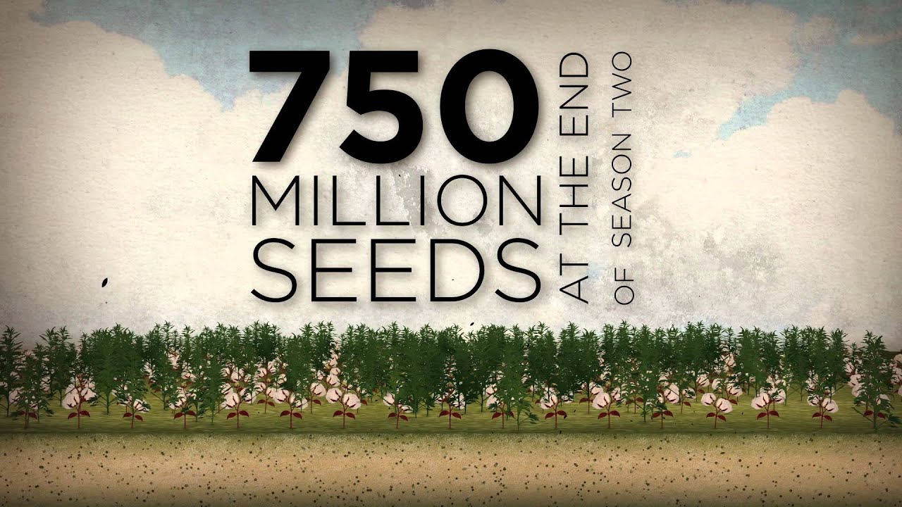 Cotton Weed Management: Pigweed Math - YouTube