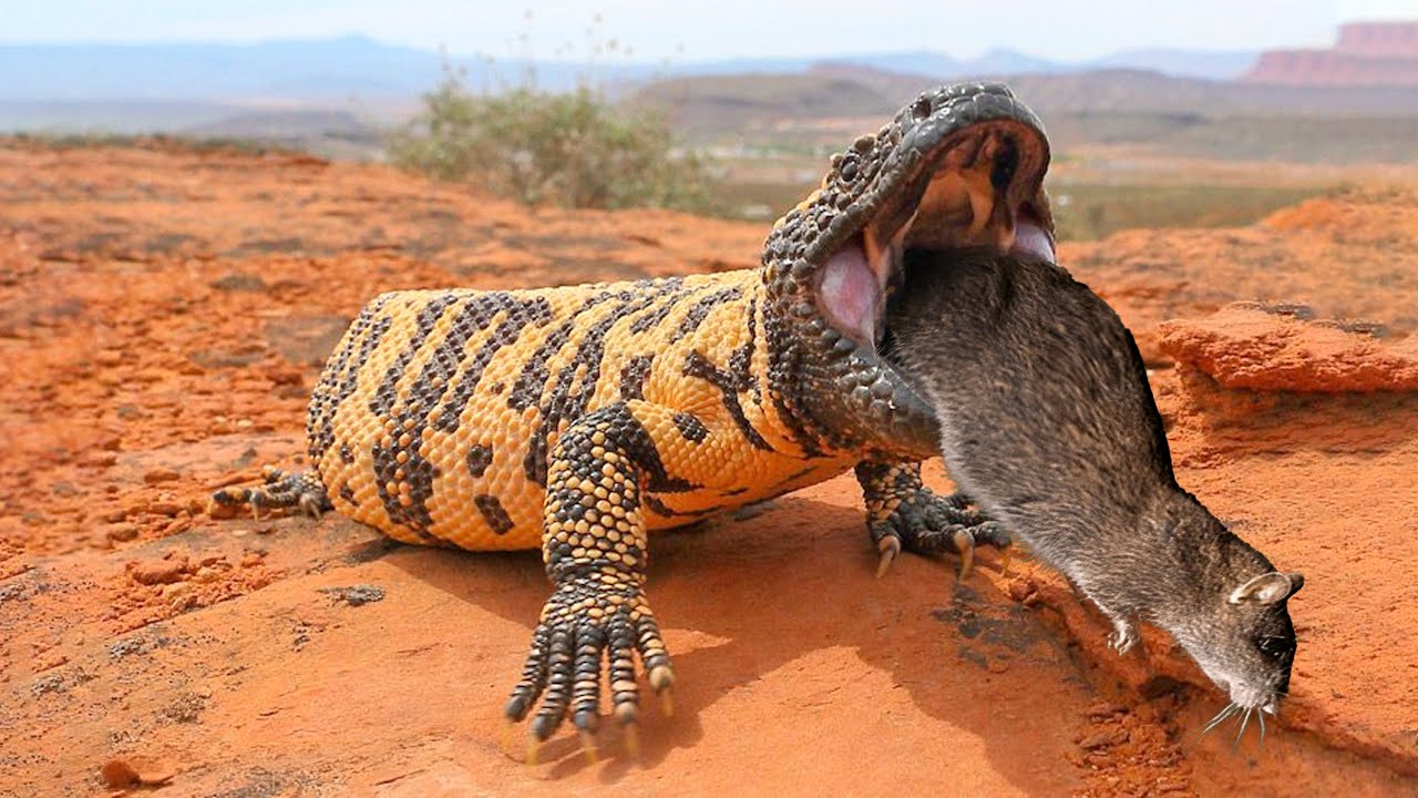 Mariidlayaasha North America | Rashka Barre - YouTube