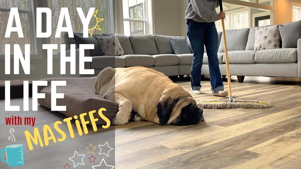 A Day In the Life of Big Dog Mom | My Daily Routine With 2 English ...