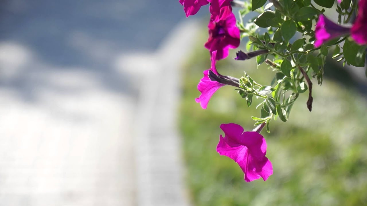 NEX-6 + Vario-Tessar 16-70mm F4 OSS(SEL1670) 花撮影2 - YouTube