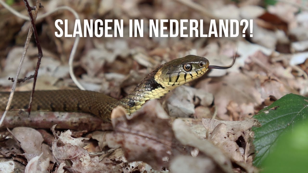 Ik Vind Megaveel Slangen in Nederland! - YouTube