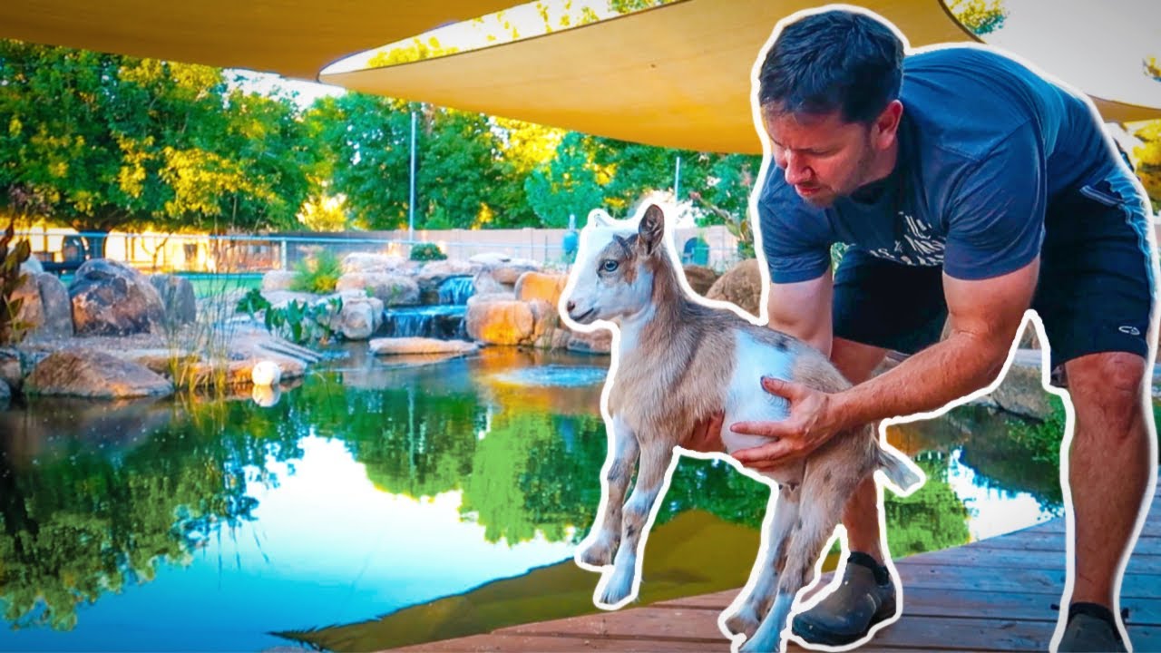 TRY not to FALL in! (baby goat meets pond) - YouTube