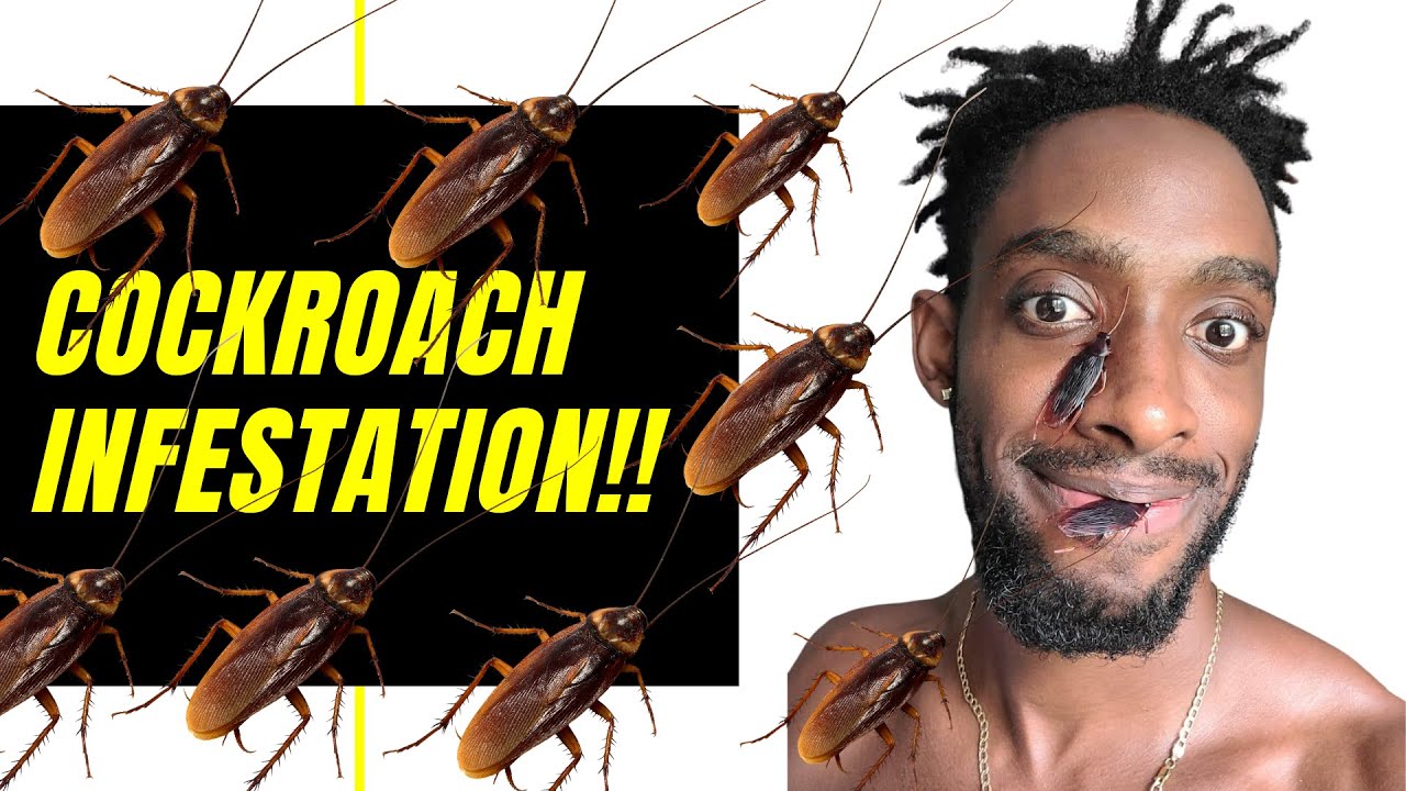 HILARIOUS COCKROACH PRANK ON MY WIFE! #SUBSCRIBE - YouTube