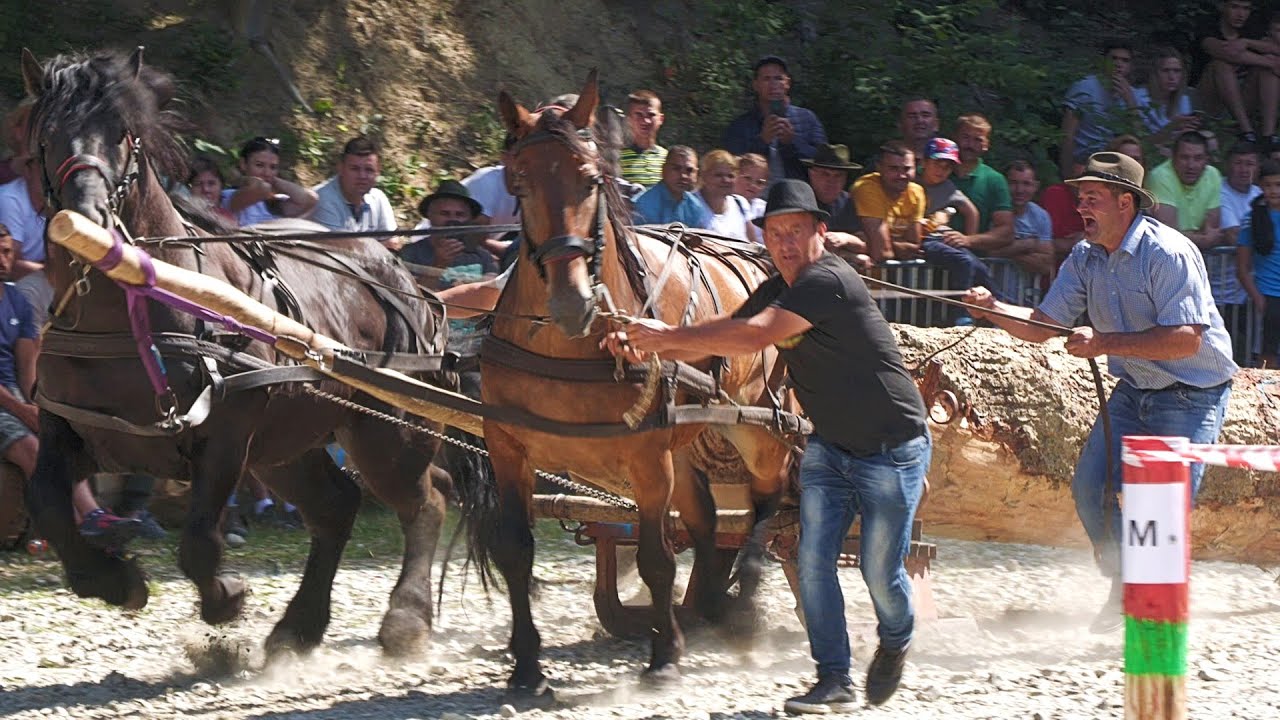 Cai probe de tracțiune locul 3 la dublu Bocz Lajos de la Covasna la ...