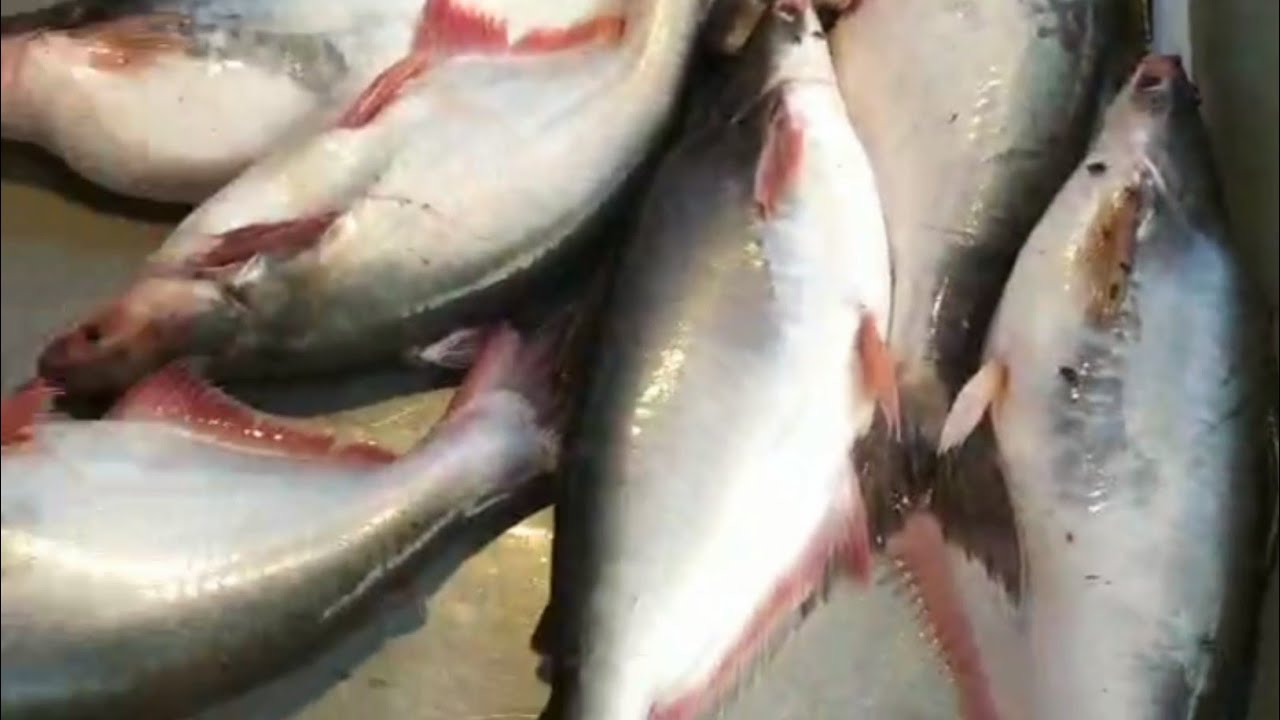 Amazing Fish Cutting Style | Fish Cutting Video || Amazin Fish Cutting ...