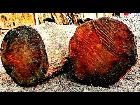 dua kayu raksasa ini di tawar 300 juta, diperkirakan sebanyak 10 kontainer di gergaji sawmill