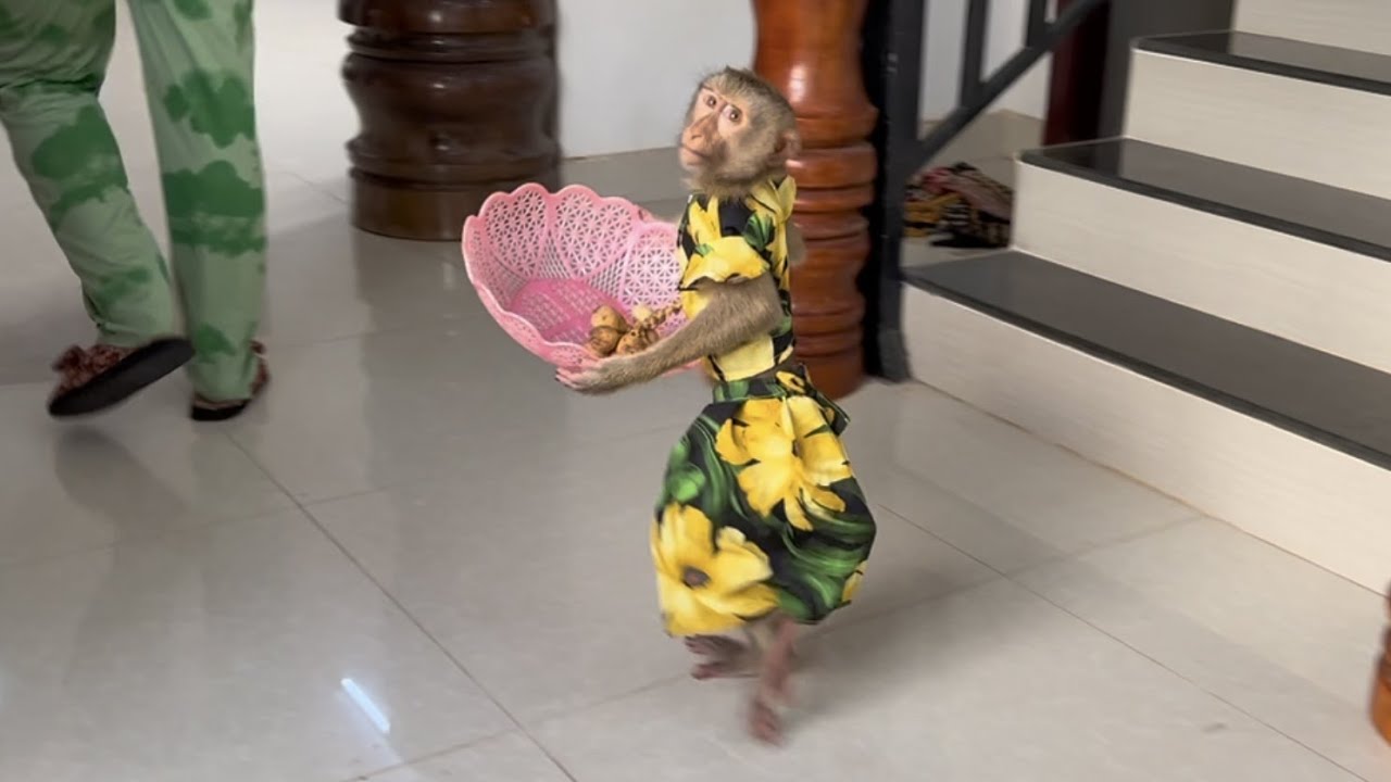 Monkey Jessy carry basket with fruit follow mom to eating place. - YouTube