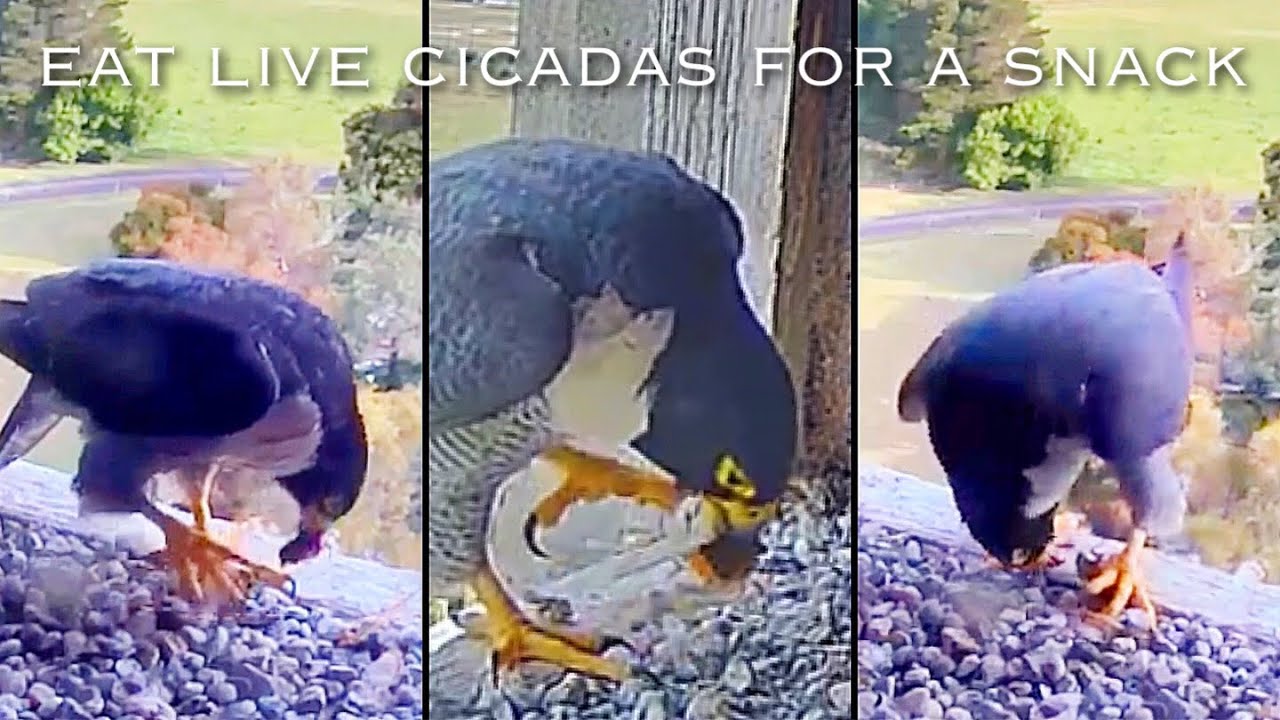 #293🦅Falcon Nest ／Box Camera - FalconCam Project LIVE - YouTube