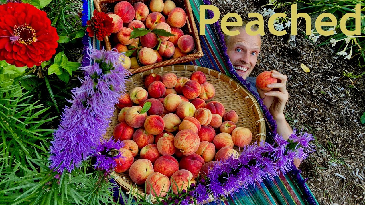 Grow Your Own ! Food Forest Microclimate Peaches & Preservation - YouTube