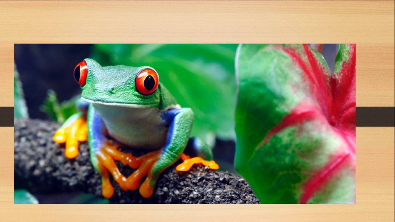 VIVIR MI PAÍS!! MARILYN AZOFEIFA - YouTube