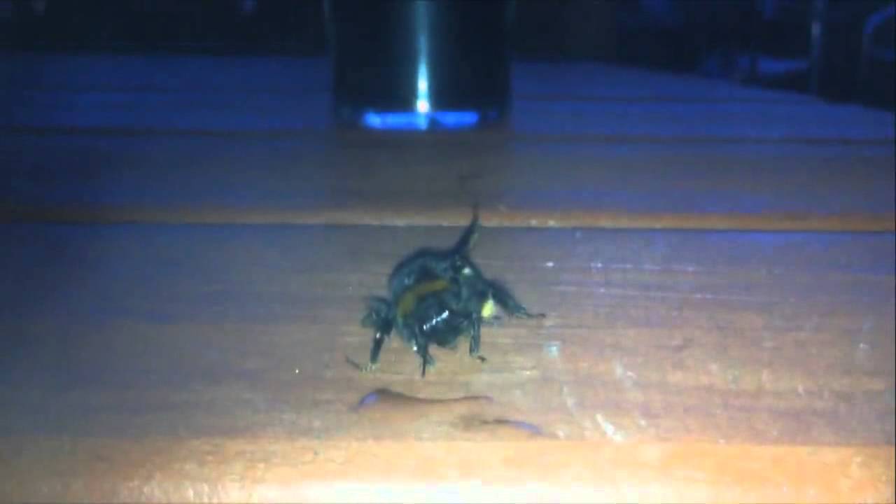 A High Five From A Bee - YouTube