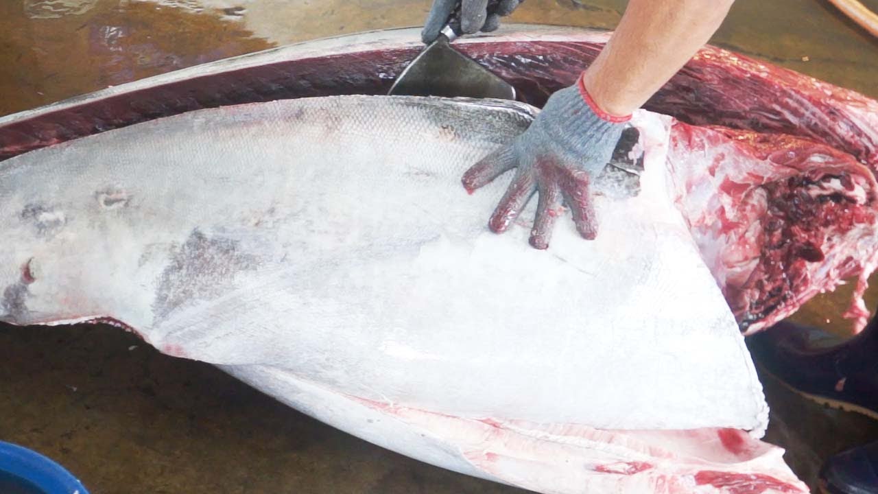 GIANT BLUEFIN TUNA CUTTING SHOW巨大黑鮪魚切割秀 - YouTube