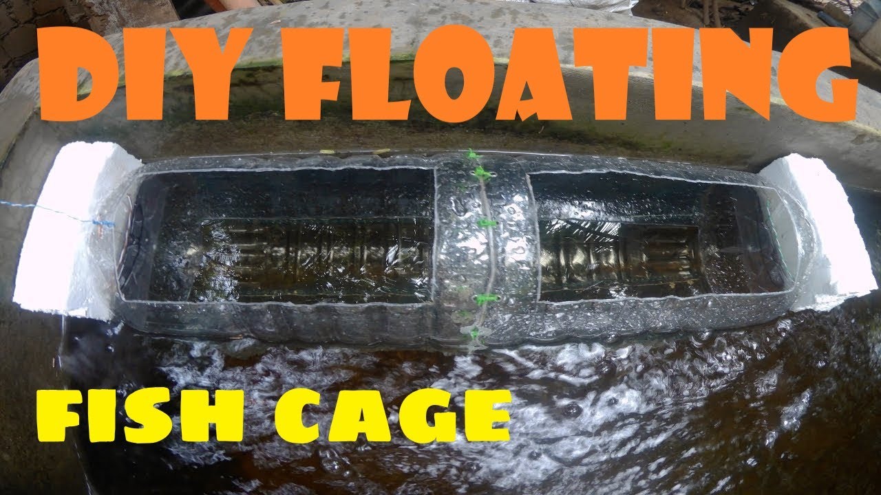 Make a small fish cage for tilapia fingerlings and koi fry using ...
