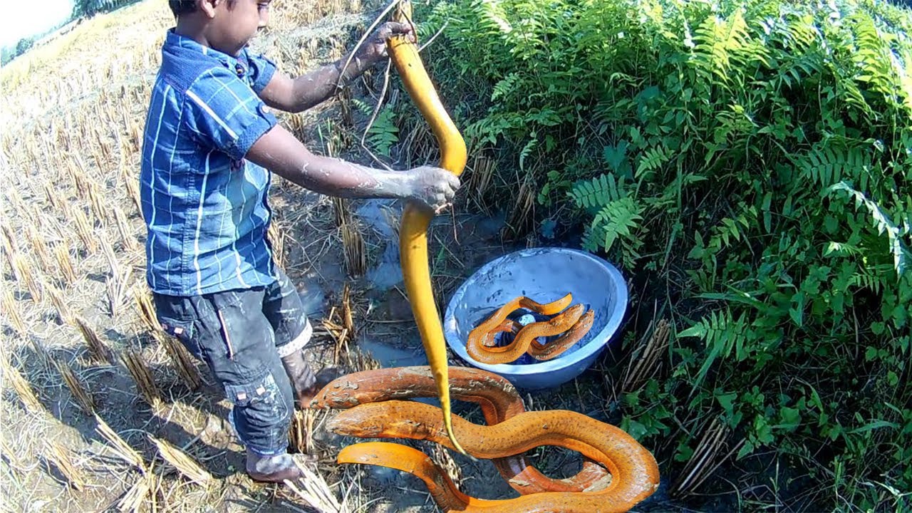 Eel Fishing 2020 | Best Eel Fishing | Best Big Eel Fishing | Eel ...