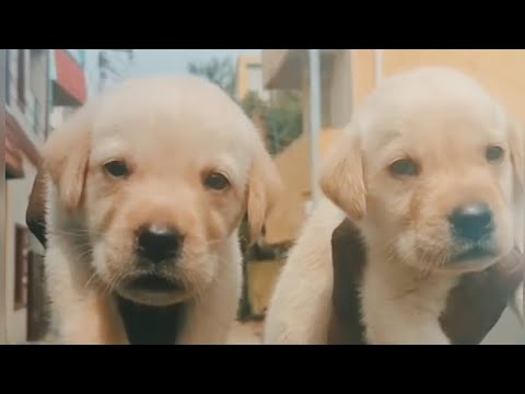 💥🤯4k to 7k la Labrador dog⁉️💢 |Cash on delivery available |#puppysale # ...