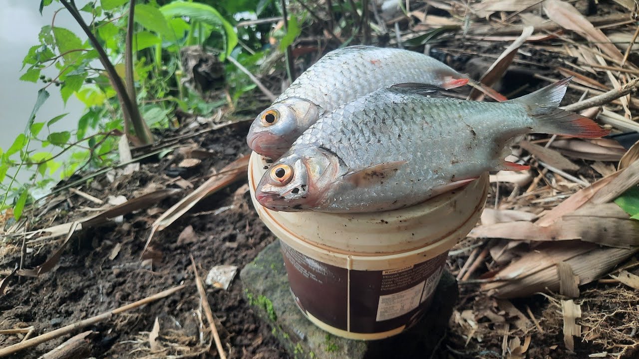 MANCING WADER BABON!! DISINI SURGANYA IKAN TAWES ,IKAN BELES,IKAN BALAR ...