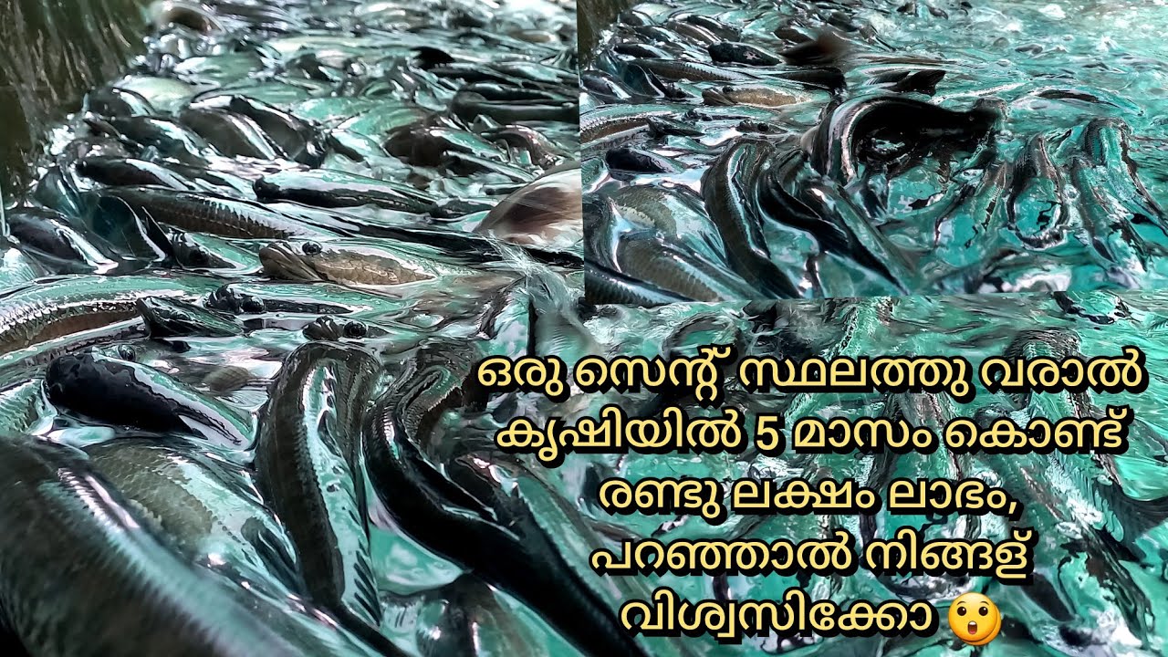 varal fish harvesting /snakehesd fish farming Malayalam 😲 - YouTube