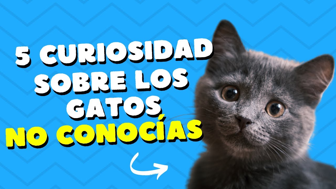 😼"5 Curiosidades Facinantes sobre los Gatos"🔴 - YouTube