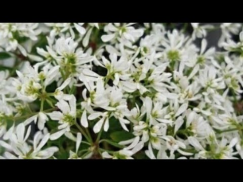 Diamond frost/Snowflakes plant:Grow n Care tips, Must have evergreen ...
