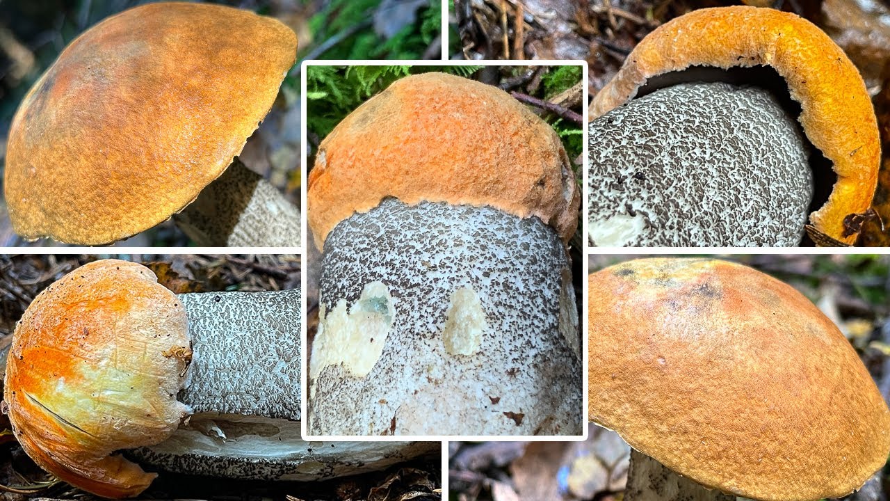 Birkenrotkappe Verwechslung & Zubereitung | Heiderotkappe ...