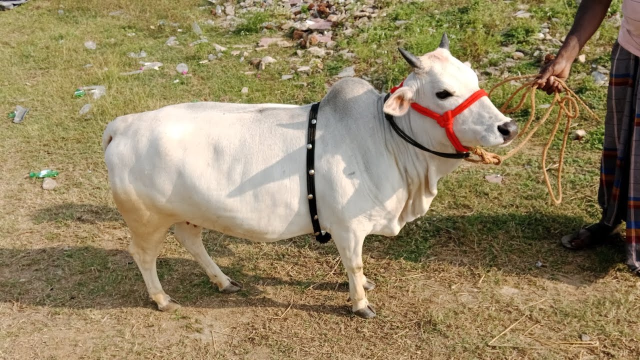 original punganur cow for sale contact no 7075851102 - YouTube