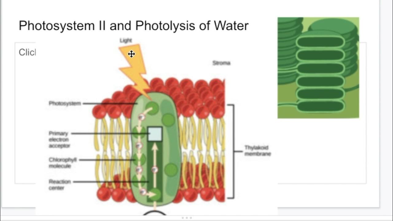 IB Biology -Photosynthesis (8.3) - YouTube