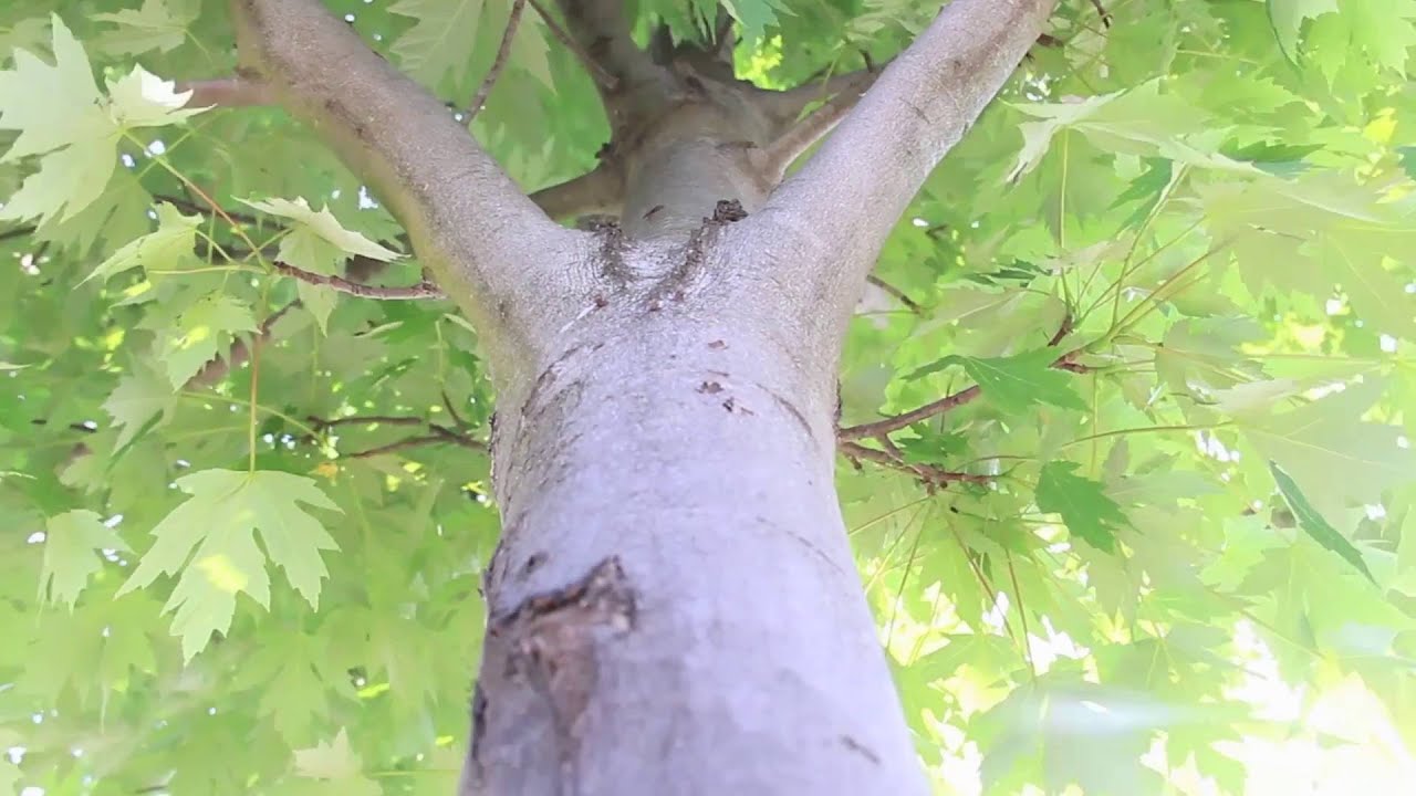 Identifying Strong, Structurally Sound Trees - YouTube