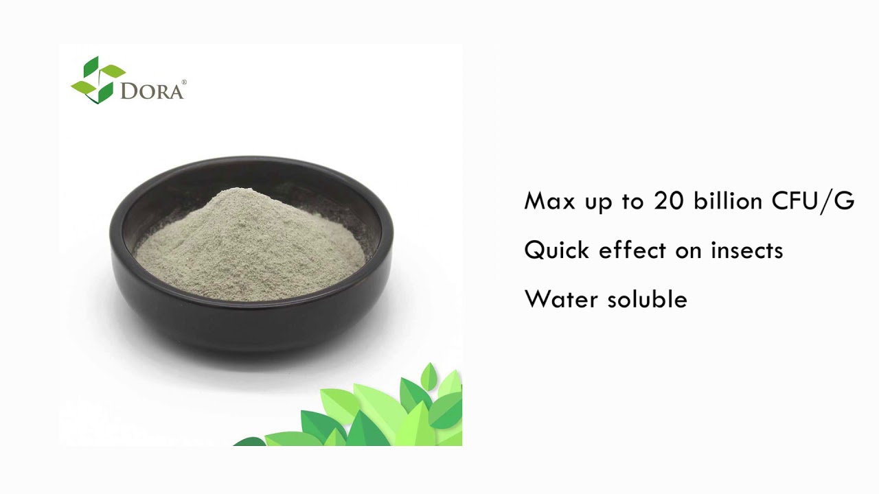 Beauveria Bassiana Products Biological Insecticide Supplier - YouTube