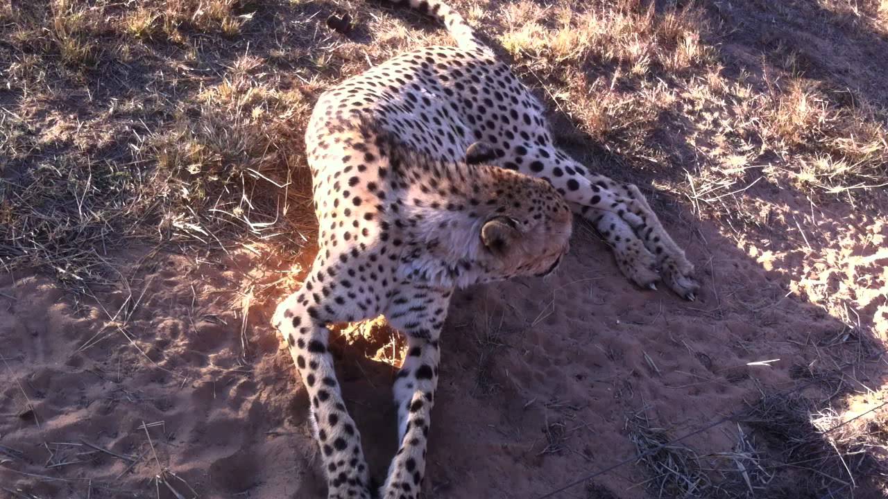 Cheetah Purring - YouTube