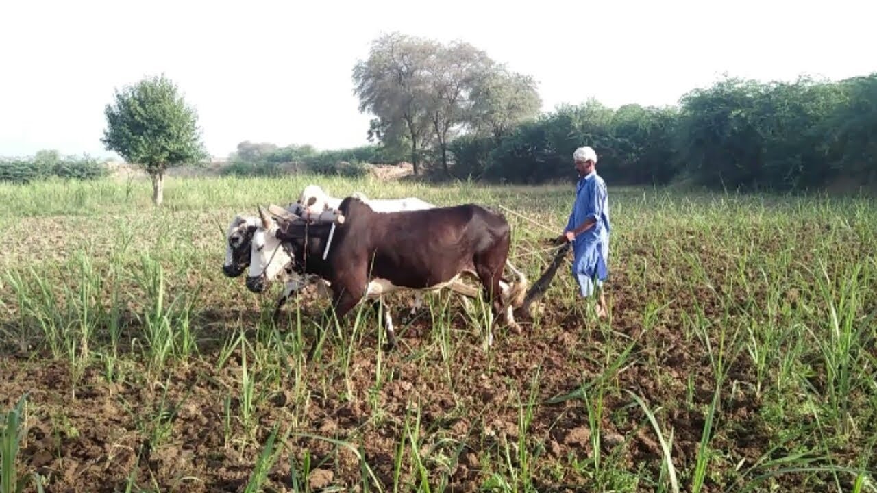 Bail Ka Sath Hal Chalana | Kisan Khait Ma Hal Chalaty Hoay ...