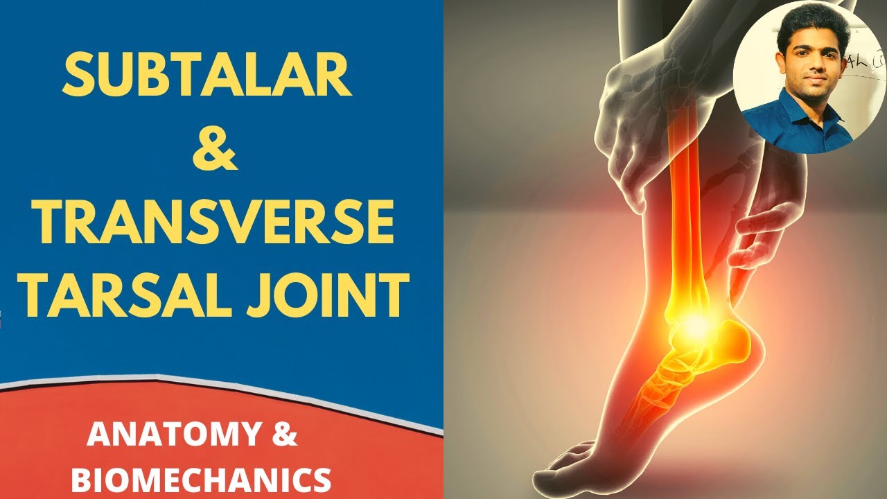 SUBTALAR & TRANSVERSE TALAR JOINT #ANATOMY #BIOMECHANICS ( Ankle Series ...