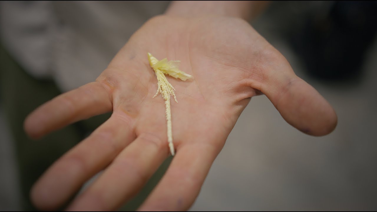 This Is What We Look at When Assessing Storm Damage on Corn - YouTube