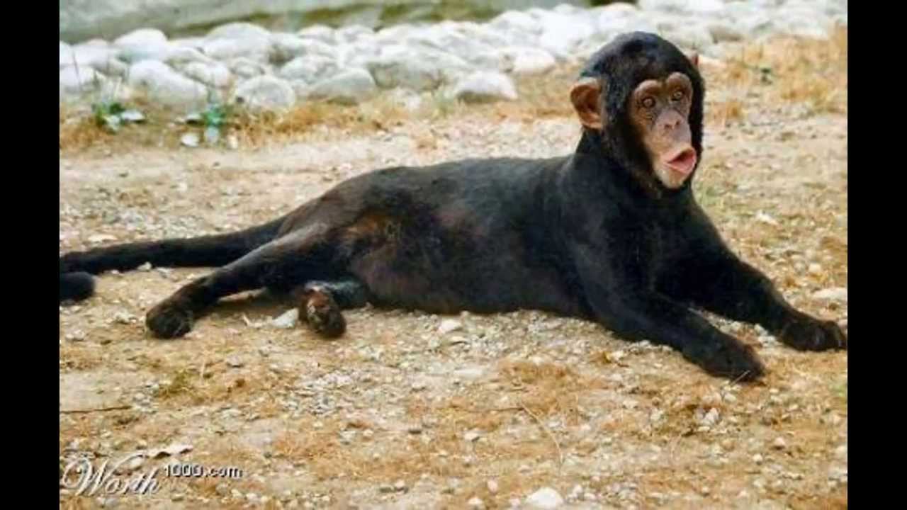 Animaux inconnus - YouTube