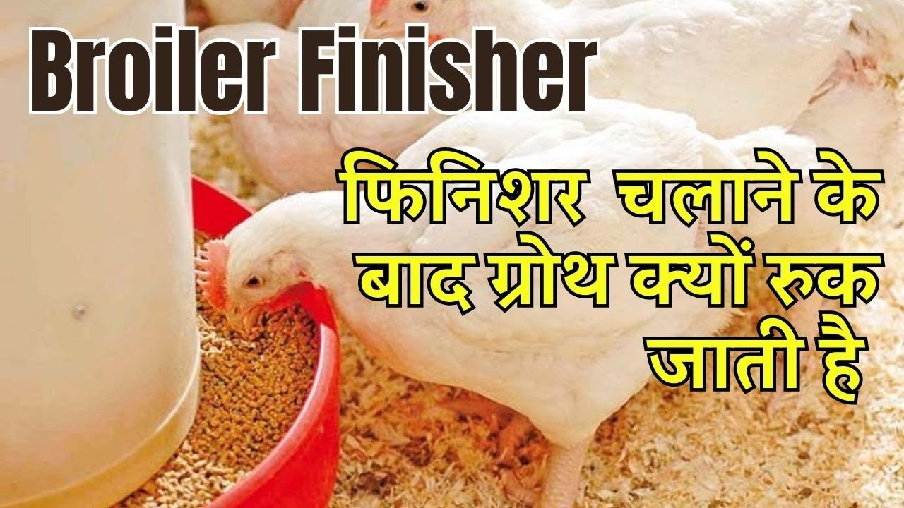 Finisher Feed in Poultry #poultrynutrition #poultryfarming - YouTube