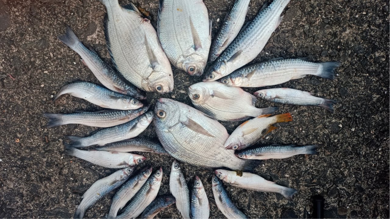 Float Fishing Catching Mullet Fish 🐟 / Pallu Fish - YouTube