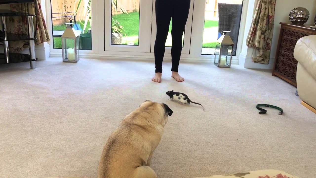 Oscar the Pug with Archie the Rat - YouTube