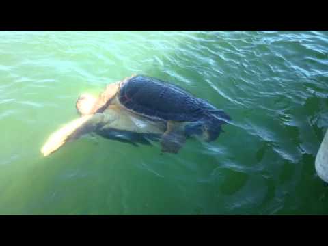 Marmaris-Dalyan caretta caretta çiftleşmesi