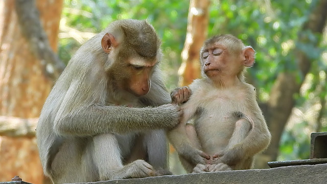 Good Scene of Monkey Sleep : Ep8 - YouTube