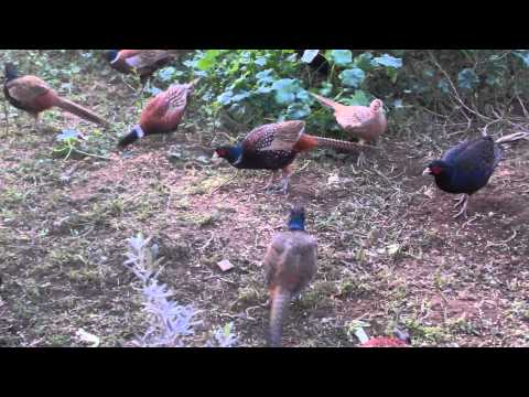 Qirqovul, Pheasant, Фазан. tel:+994517681590