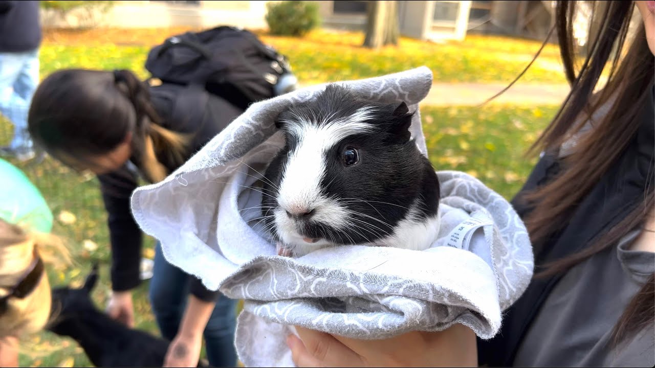 【麻省理工學院 】抱抱小動物活動 - 天竺鼠小叫聲 MIT Petting Zoo - Squealing Guinea Pig - YouTube