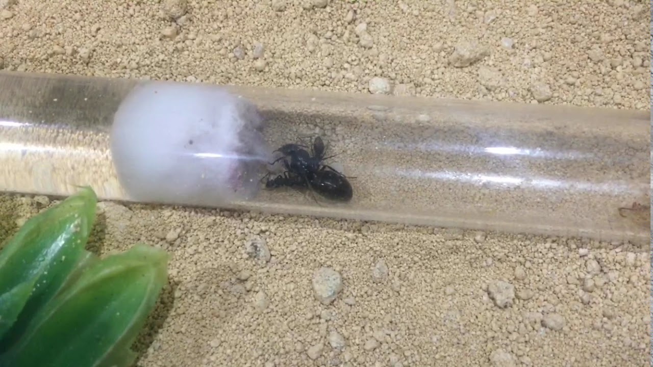 Ant room tour: camponotus sp - YouTube